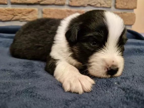 07/02/2025 Chiot Berger américain miniature Atlas à vendre dans le Pas ...